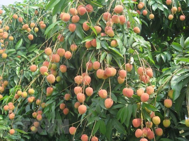 Japan opens door for Vietnamese lychee - Can Tho News