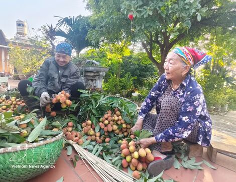 Lychee prices soar as output drops by more than 50% - Can Tho News
